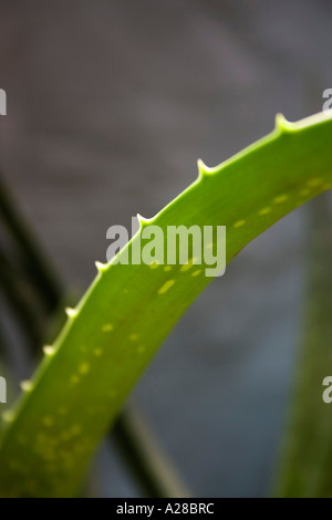 Aloe Vera plant, Kuwar patha, Natural Health food Stock Photo - Alamy