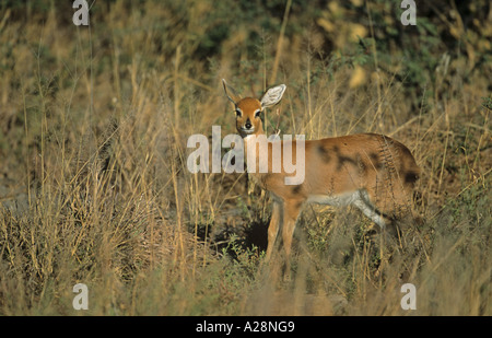 Steenbok (Raphicerus campestris) is searching for food on dune ...