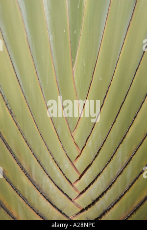 Close up of leaf stem of Palm Stock Photo - Alamy