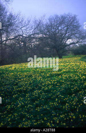 Clearing deciduous woodland Butley, Suffolk, England Stock Photo - Alamy