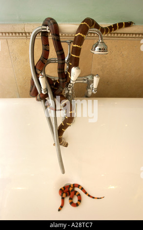 KING SNAKES IN A BATH Stock Photo - Alamy