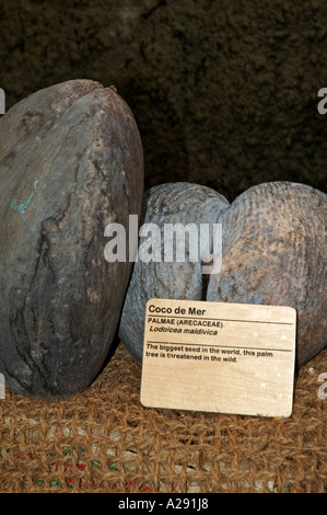 Coco de mer, the world's largest seed, the world's largest coconut ...