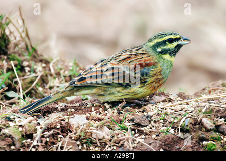 Cirl Bunting, a rare bird species inhabiting the south west of England ...
