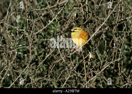 Cirl Bunting, a rare bird species inhabiting the south west of England ...
