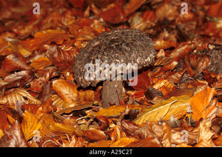 Old Man of the Woods fungus (Strobilomyces floccopus) fruiting body ...