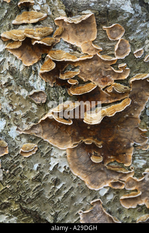 Tree fungus on bark in a forest. Highlighting fungi and tree symbiosis ...