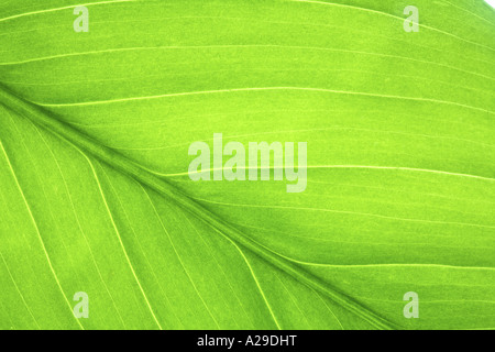 close up of texture of leaf Stock Photo - Alamy