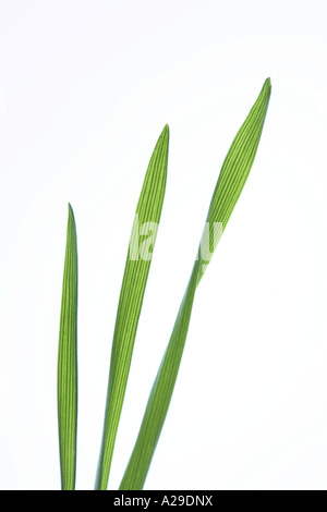 Long blades of green grass, green plant in bright day natural spring ...