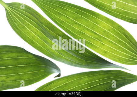 Green Leaves Background Stock Photo - Alamy