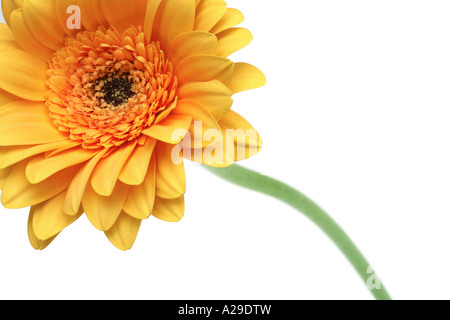 Gerber daisy close up with natural sunlight Stock Photo - Alamy