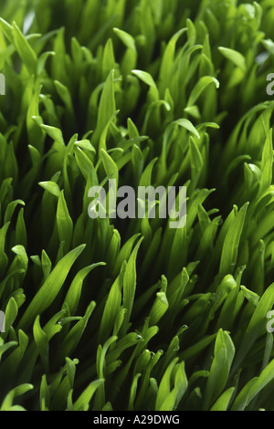 Beautiful green grass texture background Stock Photo - Alamy