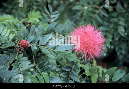 Closeup of red pink flowers of Calliandra tweedii pom pom bush Stock ...