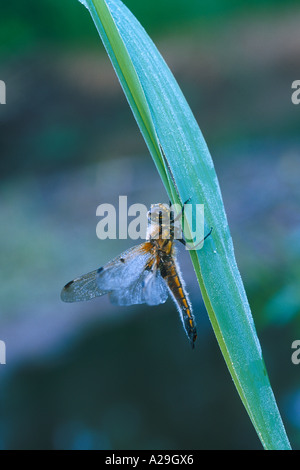 Four-spotted Chaser dragonfly roost Libellula quadrimaculata in reeds ...