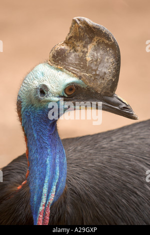 southern cassowary, (Casuarius casuarius), vertical head portrait ...