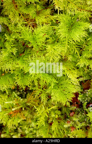 delicate fern moss (Thuidium delicatulum Stock Photo - Alamy