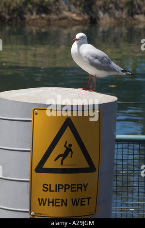 A sign with the warning about slippery when wet and a gull perched on a ...