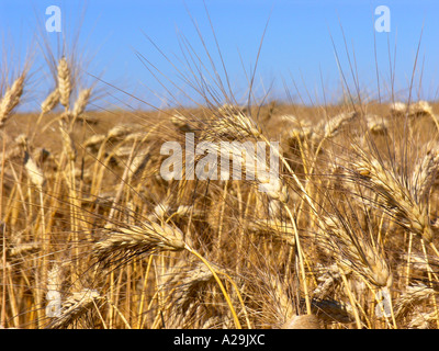 food,aliment,horizontal,wheat grains,on a white background Stock Photo ...