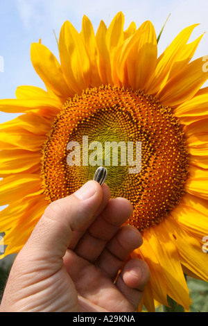 Sunflower, Helianthus annuus, detail showing larger outer ray florets ...