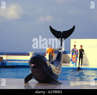 Dolphin Show at Churaumi Aquarium, Okinawa, Japan Stock Photo - Alamy