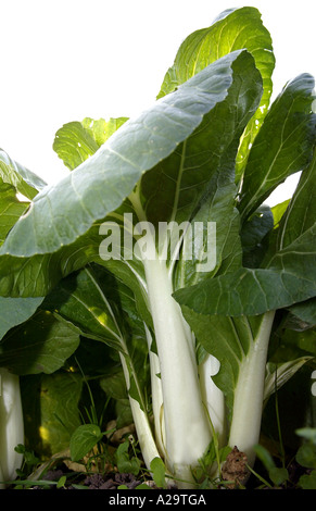 White stem Pak Choi Stock Photo - Alamy