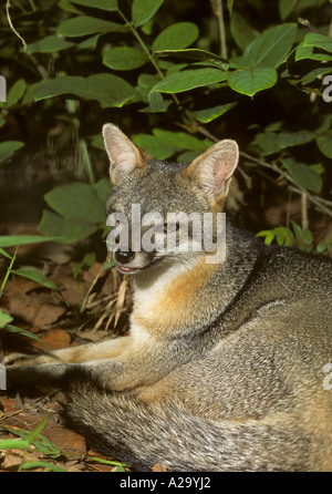 Gray Fox (Urocyon cinereoargenteus fraterculus), Captive Belize Stock ...