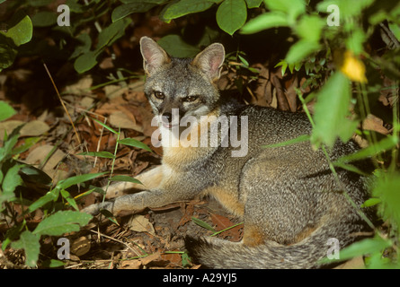 Gray Fox (Urocyon cinereoargenteus fraterculus), Captive Belize Stock ...