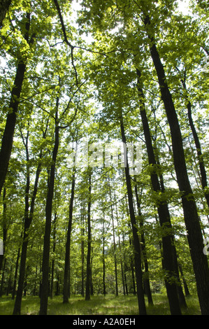 tree impressions, mixed oak forest Stock Photo - Alamy