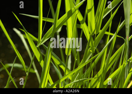 Reed grass, fresh spring time green Stock Photo - Alamy