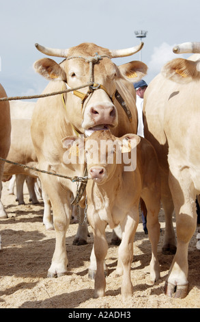 Parthenaise Cattle, a French Breed, Cow Pulling Cart Stock Photo - Alamy