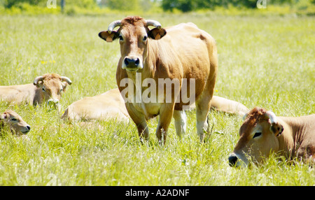 Parthenaise Cattle, a French Breed, Herd with Bull, Cows and Calf Stock ...