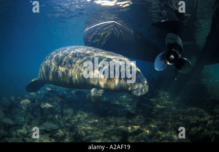 Underwater photo of manatee mammal with scar on skin Stock Photo - Alamy