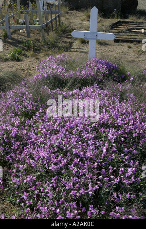 Inuit cemetery with white crosses in Nuuk city center with building in ...