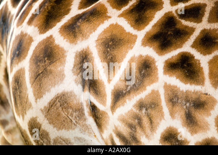 Belly of giraffe - Giraffa camelopardalis Stock Photo - Alamy