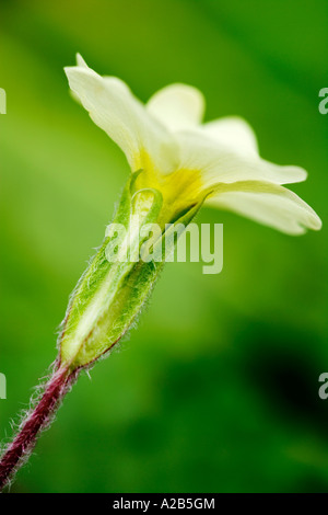 Primrose (Primula vulgaris), a spring wildflower, UK. Close-up of the ...