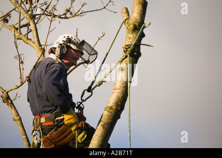 Tree surgeon in action wearing a helmet and ear protectors using a ...