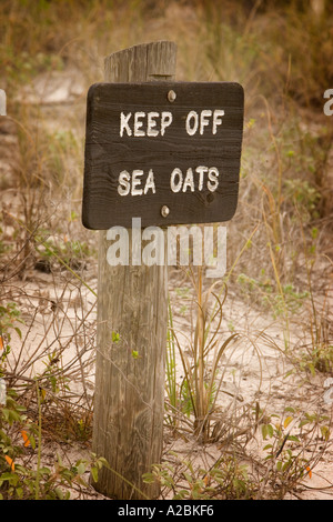 Sea Oats on beach in Florida against a clear blue sky Stock Photo - Alamy