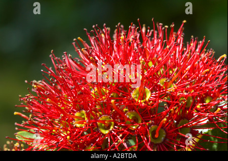 The New Zealand Rata flower, or Metrosideros fulgens (scarlet rātā ...