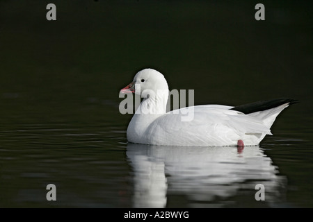 Ross's Goose (Anser rossii Stock Photo - Alamy