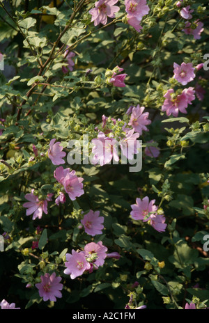 Tree mallow Lavatera arborea, growing on the uninhabited coastal island ...