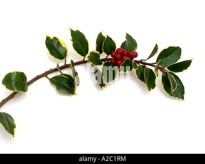 Varigated holly leaves & berries Stock Photo - Alamy