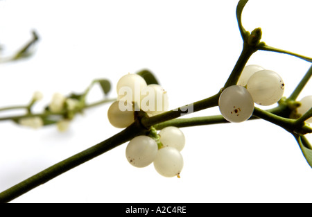 A branch of mistletoe features clusters of small white berries and ...