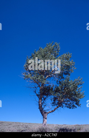 lone Aspen tree Populus tremuloides on hill Steens Mountain Northern ...