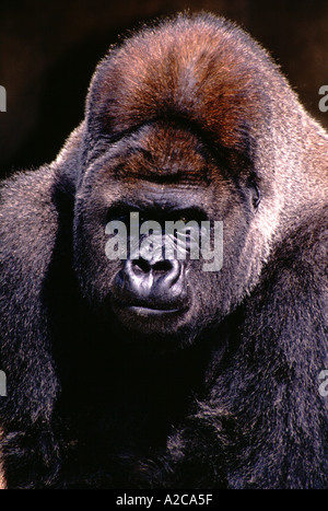 Western Lowland gorilla silverback Stock Photo - Alamy