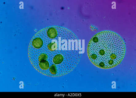Volvox (Volvox sp,) with daughter colonies inside. Darkground Stock ...