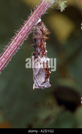 Comma Butterfly Polygonia c album hatching from pupa UK Stock Photo - Alamy