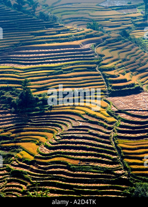 brilliant vertical rice terraces Yuanyang China Stock Photo - Alamy
