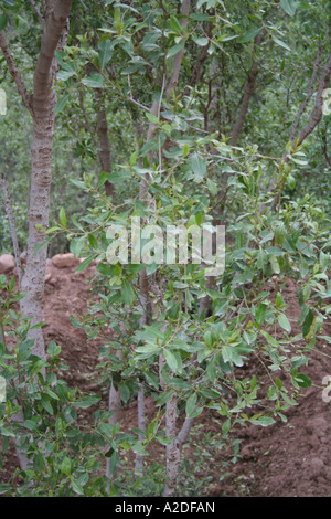 chewing qat (khat), a stimulant plant that is popular in Yemen and ...