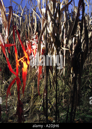 Remains of corn stalks in a corn field Stock Photo - Alamy