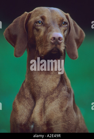 Dog english pointer portrait, closeup Stock Photo - Alamy