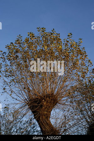 Fall leaves of a Poplar tree against power blue sky Stock Photo - Alamy